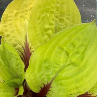 hosta catalogue | fr.hostafolie.eu