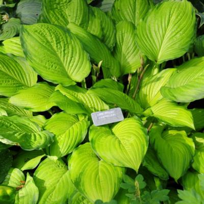 Catalogus | hostafolie.eu